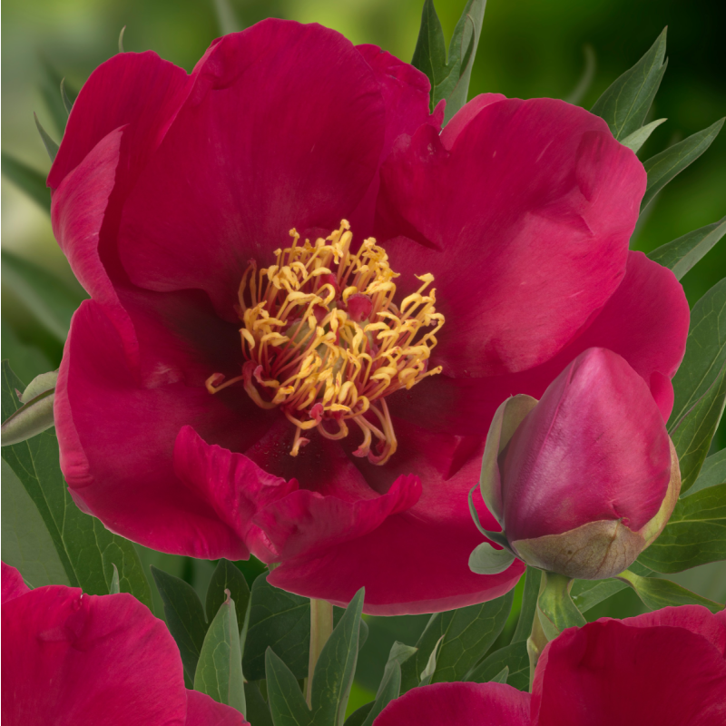 Paeonia Itoh Tolomeo Nr. 59 - Peony