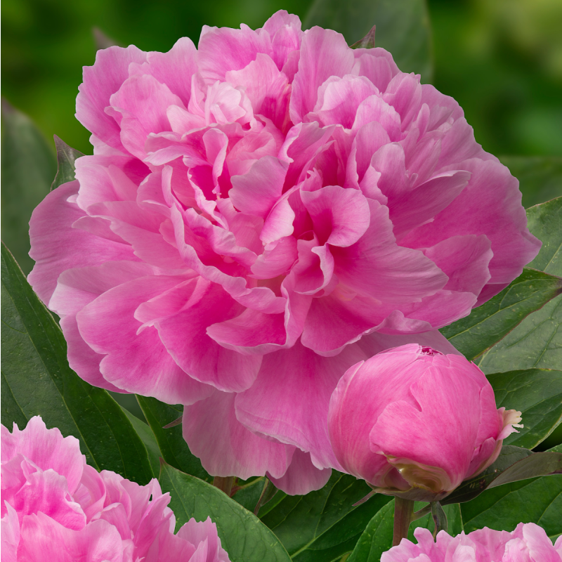 Paeonia lactiflora Little Pink Lullaby - Peony
