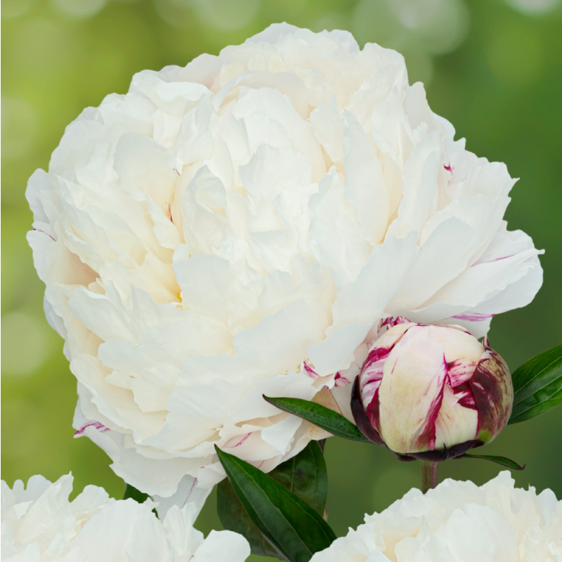 Paeonia lactiflora Mix White - Peony