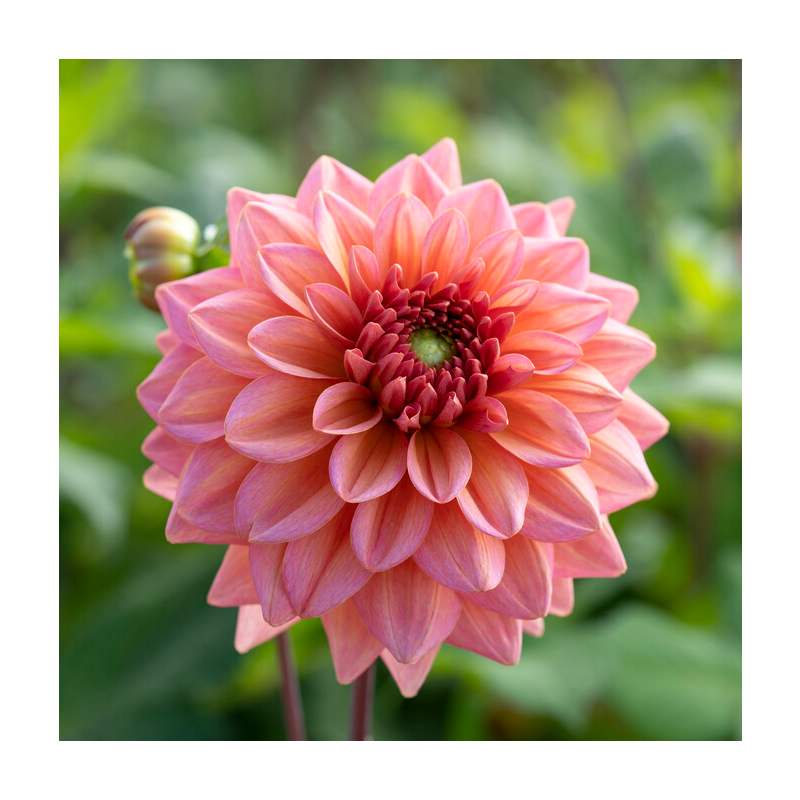 Dahlia Salmon Runner