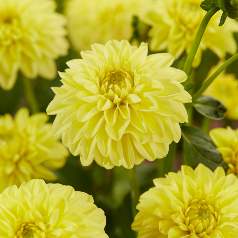 Dahlia Golden Eye