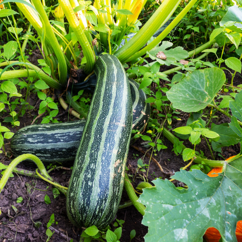 Marrow Plant Long Green Bush