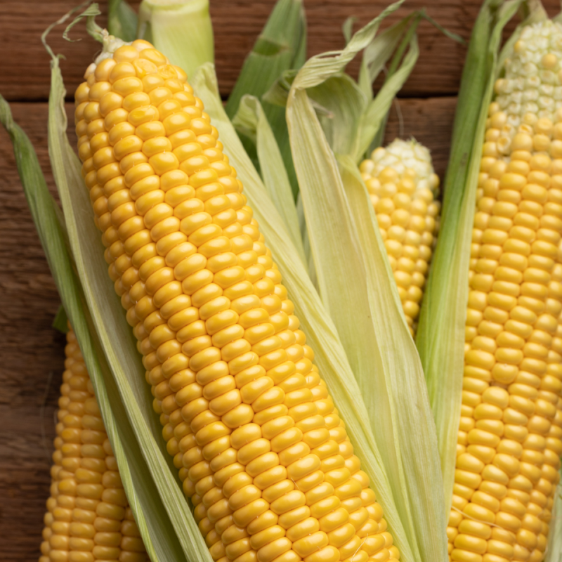 Sweetcorn Plant Incredible