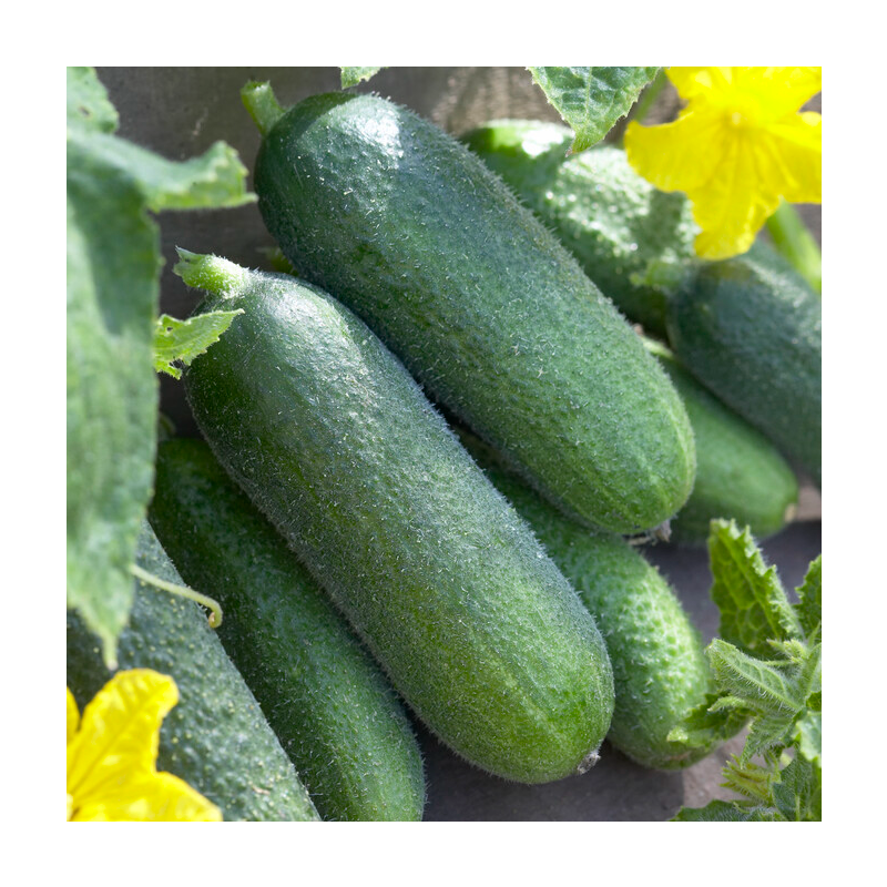 Cucumber Plant Gherkin National