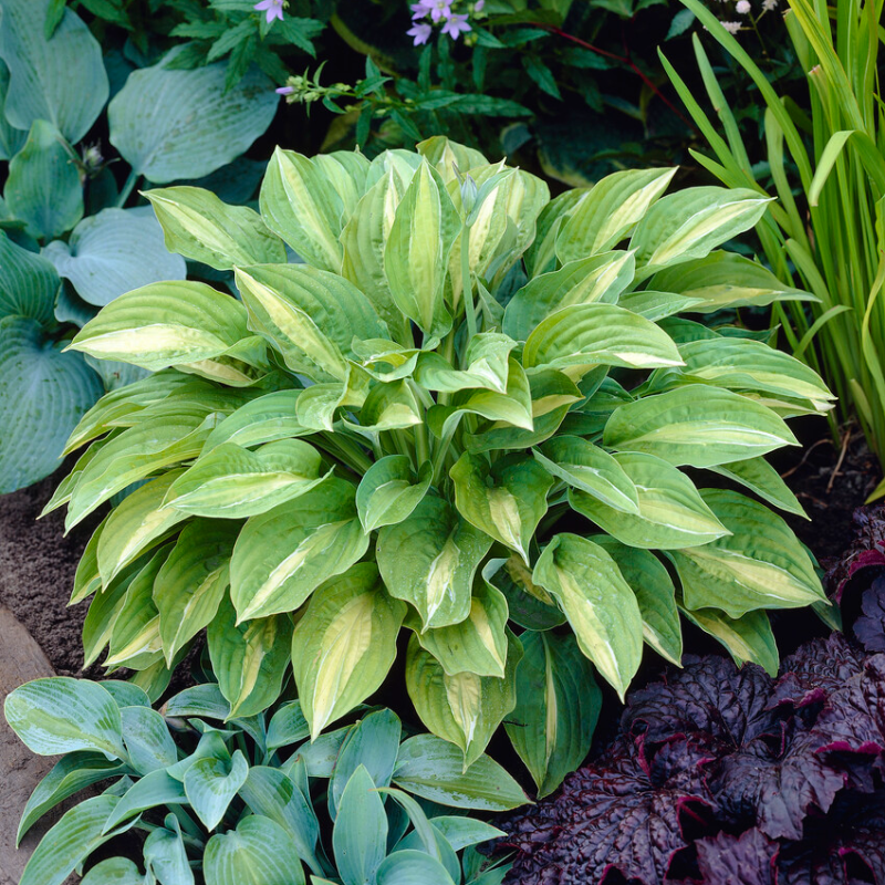 Hosta 'Striptease'