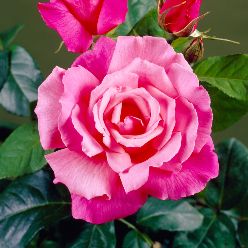 Rose 'Prima Ballerina' - Hybrid Tea Rose