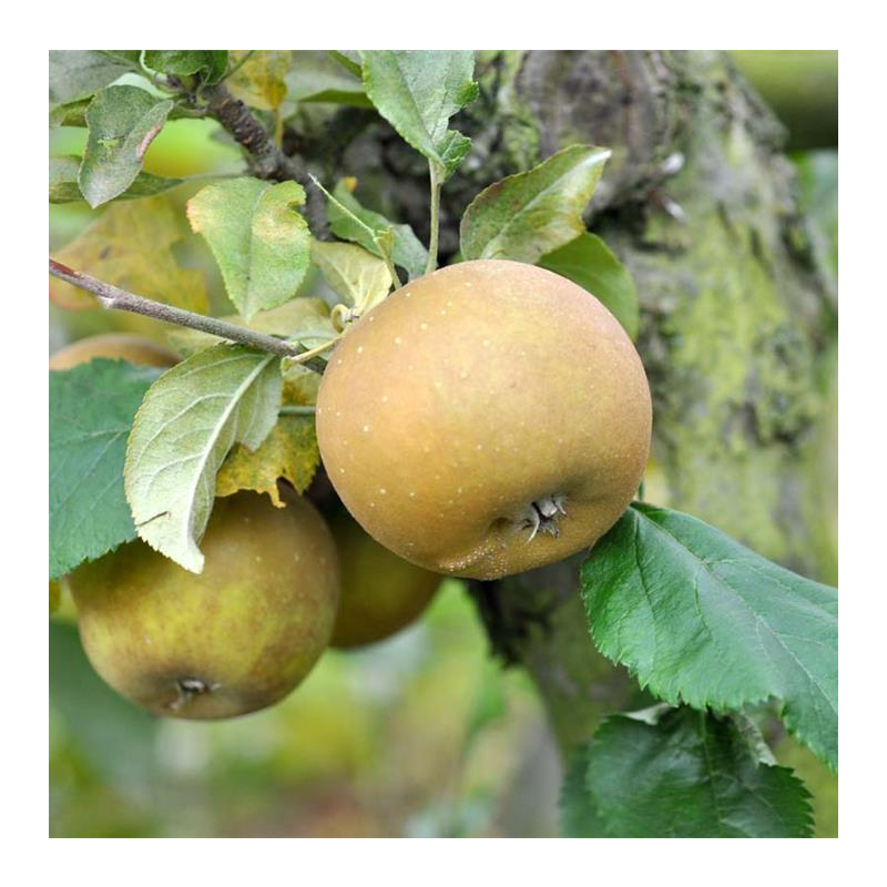 Apple Tree - Egremont Russet Bush (MM106) - 150-170cm Tall