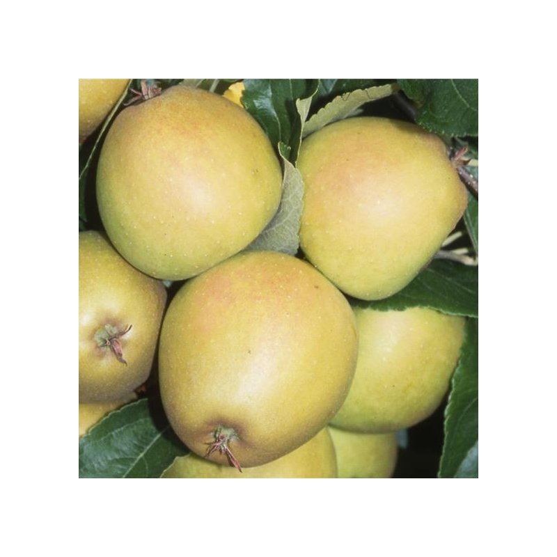 Apple Tree - Herefordshire Russet (MM106)