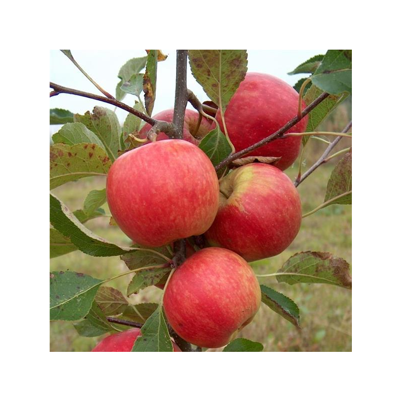 Apple Tree - Red Falstaff Patio (M27) - 150-170cm Tall