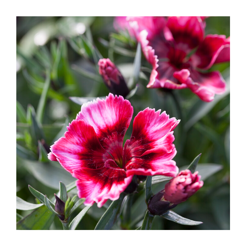 Dianthus Raspberry Parfait - In Bud & Bloom
