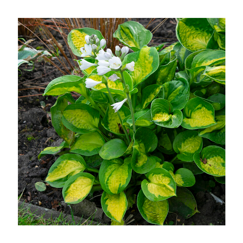 Hosta 'Sunset Grooves'