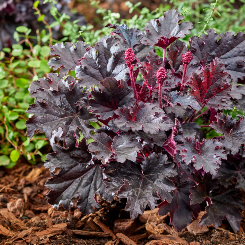 Heuchera 'Timeless Night'