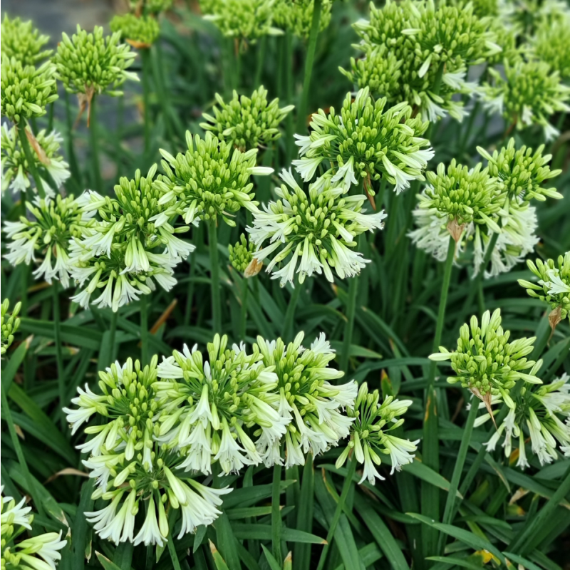 Agapanthus 'Emerald Ice' - Lily of the Nile - XL Plant
