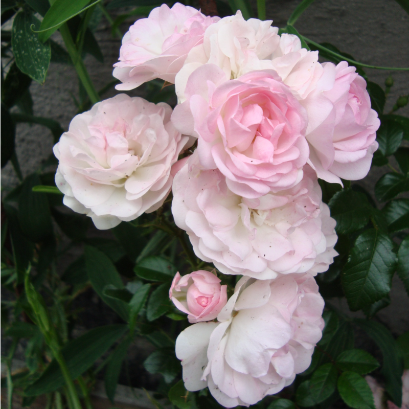 Rose 'Maid of Kent' - Climbing Rose