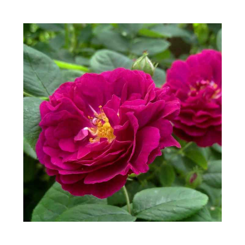 Rose 'Gypsy Boy' - Shrub Rose
