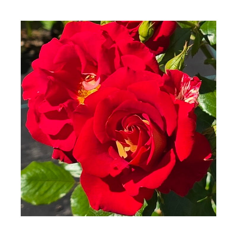 Rose 'Snazee' - Floribunda Rose