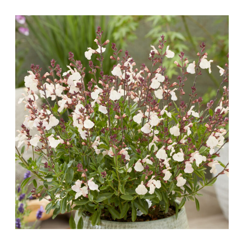 Salvia x jamensis 'Magical Congo'
