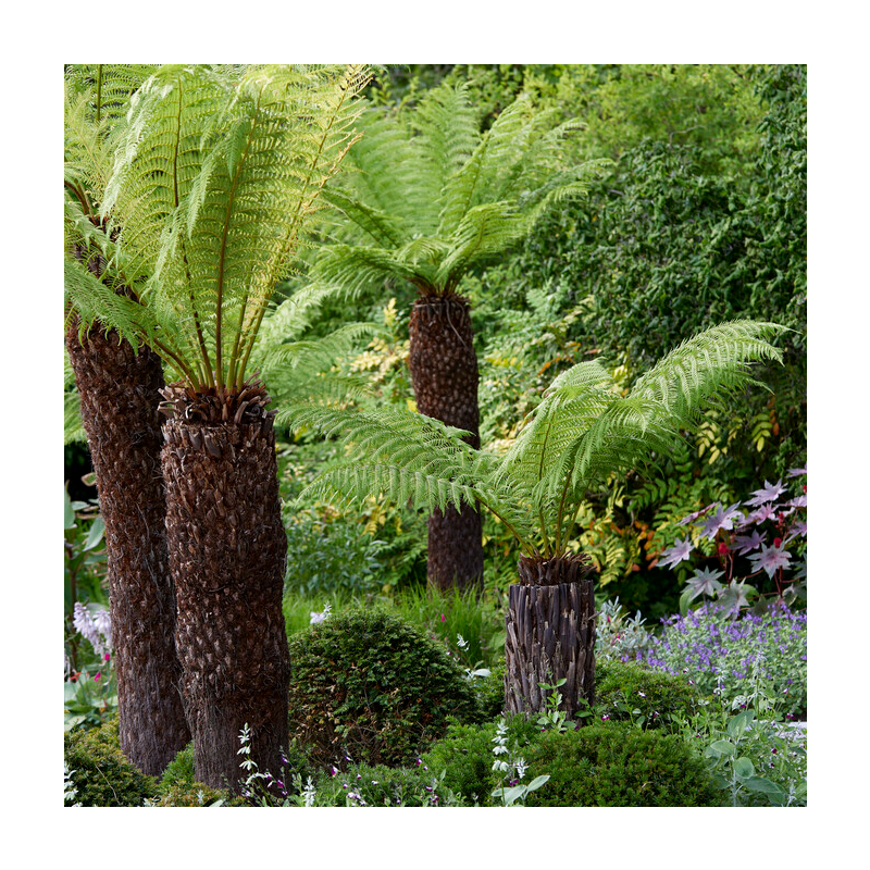 Tree Fern 'Dicksonia Antarctica' Log - 1ft