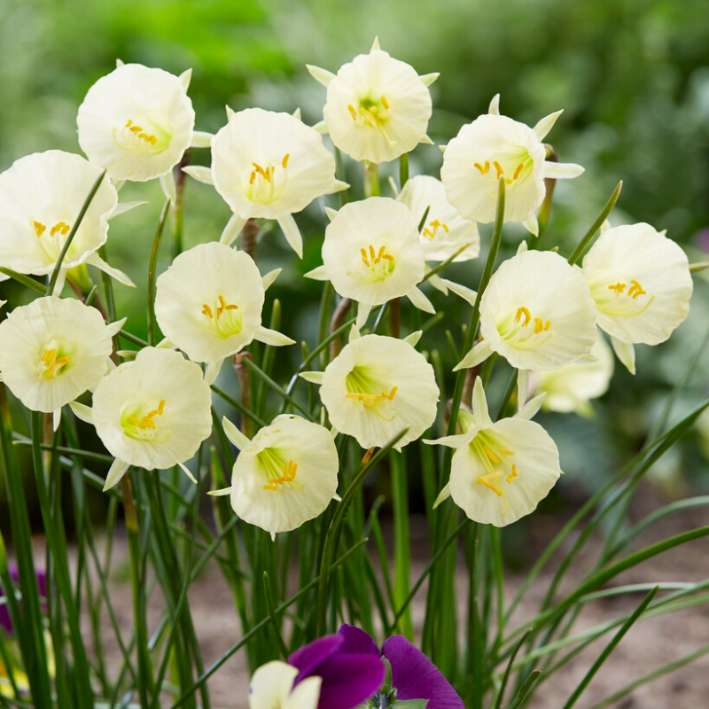 Narcissus Arctic Bells - Pack of TEN Bulbs