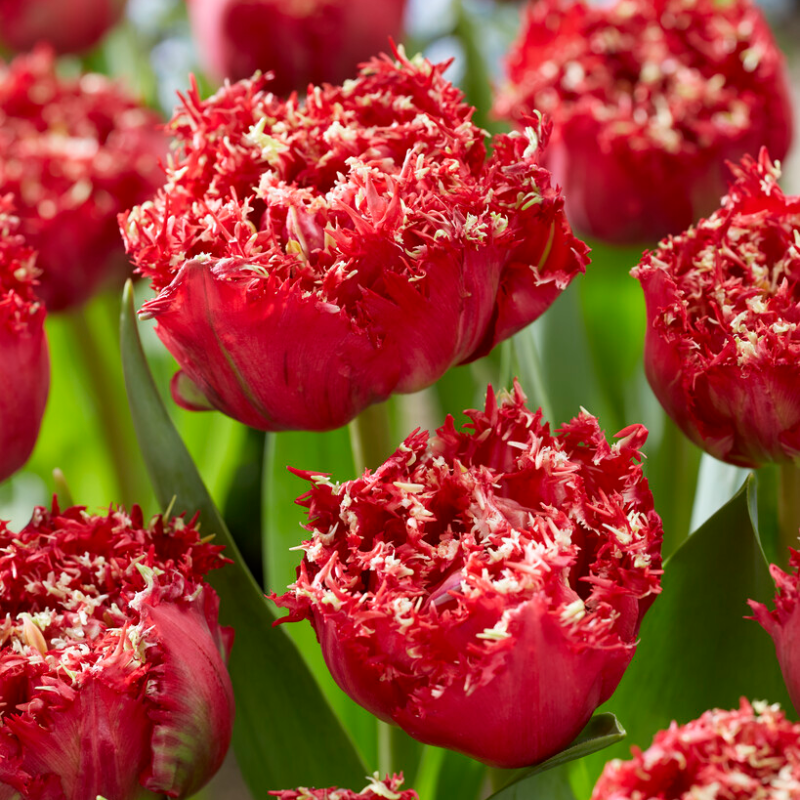 Tulip Qatar - Pack of 6