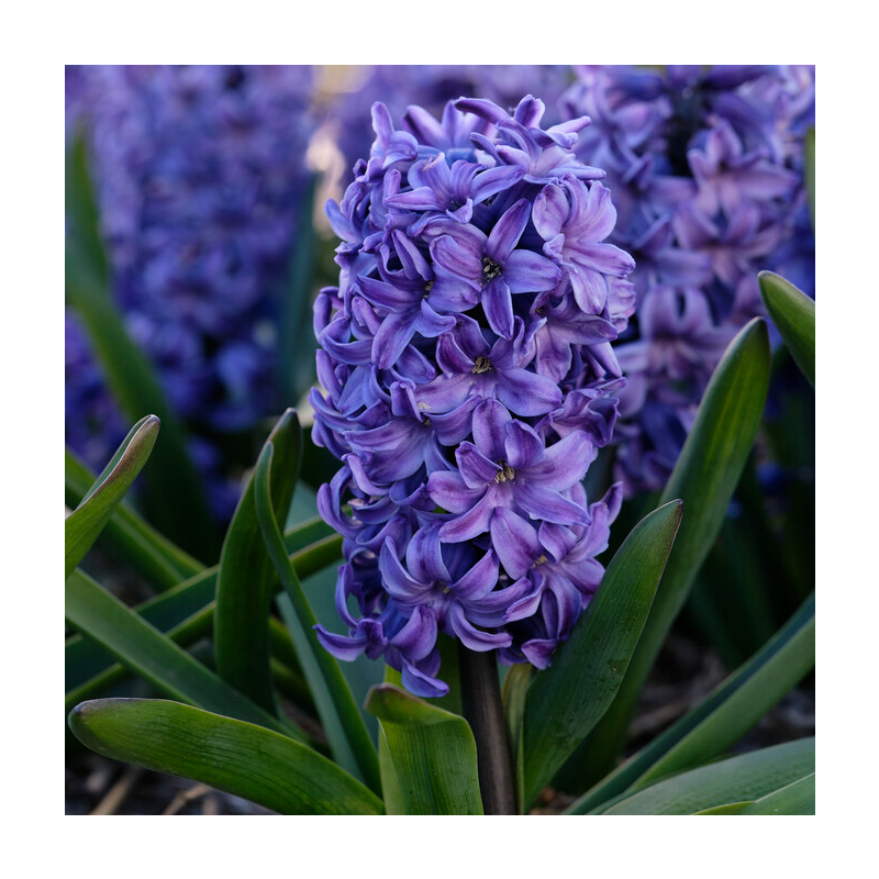 Hyacinth Blue Star - Pack of THREE Bulbs