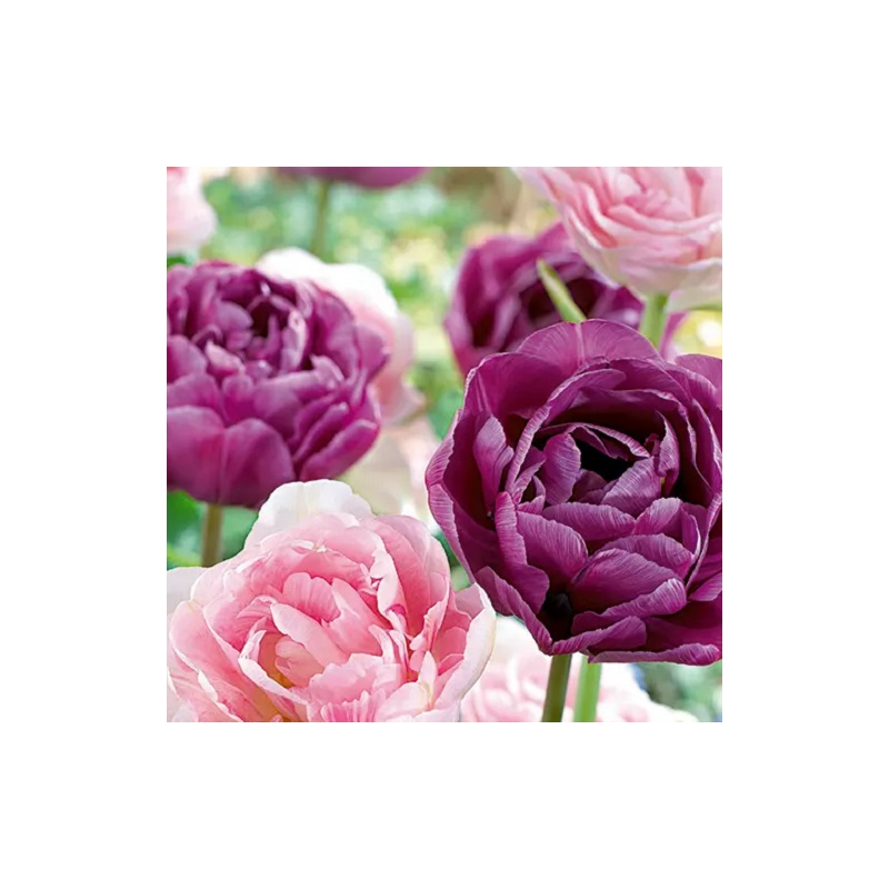 Tulip Candy Sensation - Pack of 25 Bulbs