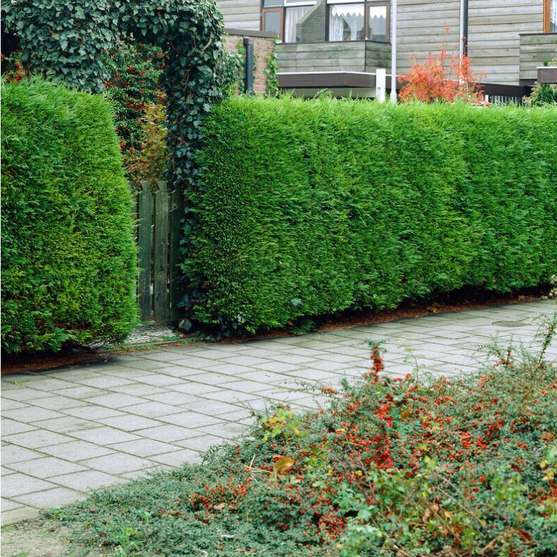 Leylandii - Green Leyland Cypress - Cuprocyparis leylandii - Approx. 6 ...