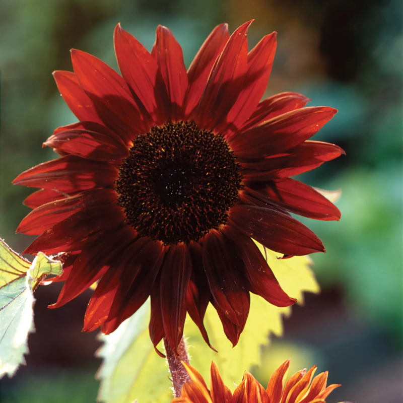 Sunflower Plant - Helianthus Claret