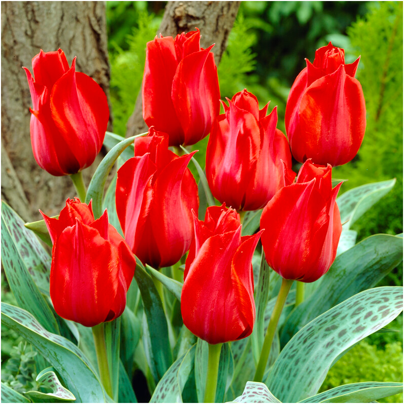 Tulipa Julius Caesar - Pack of 6