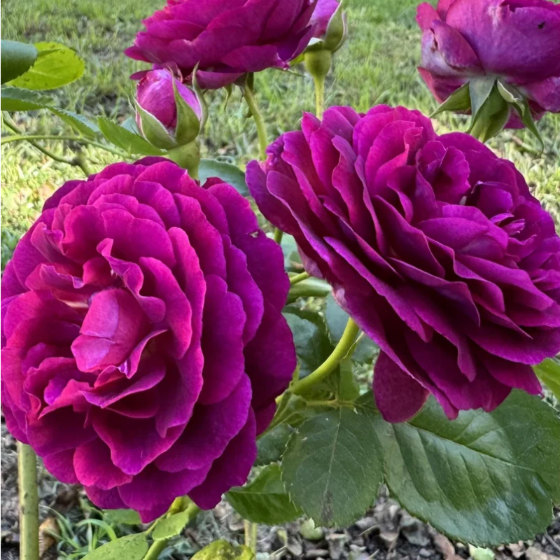 Rose 'Twilight Zone' - Hybrid Tea Rose