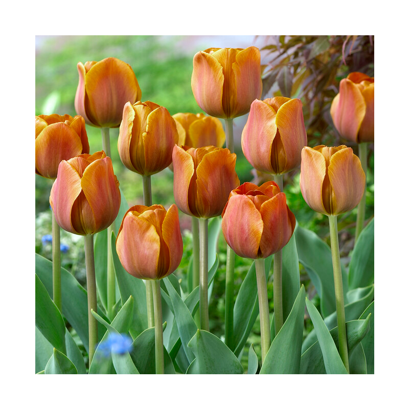 Tulipa Cairo- Pack of 6