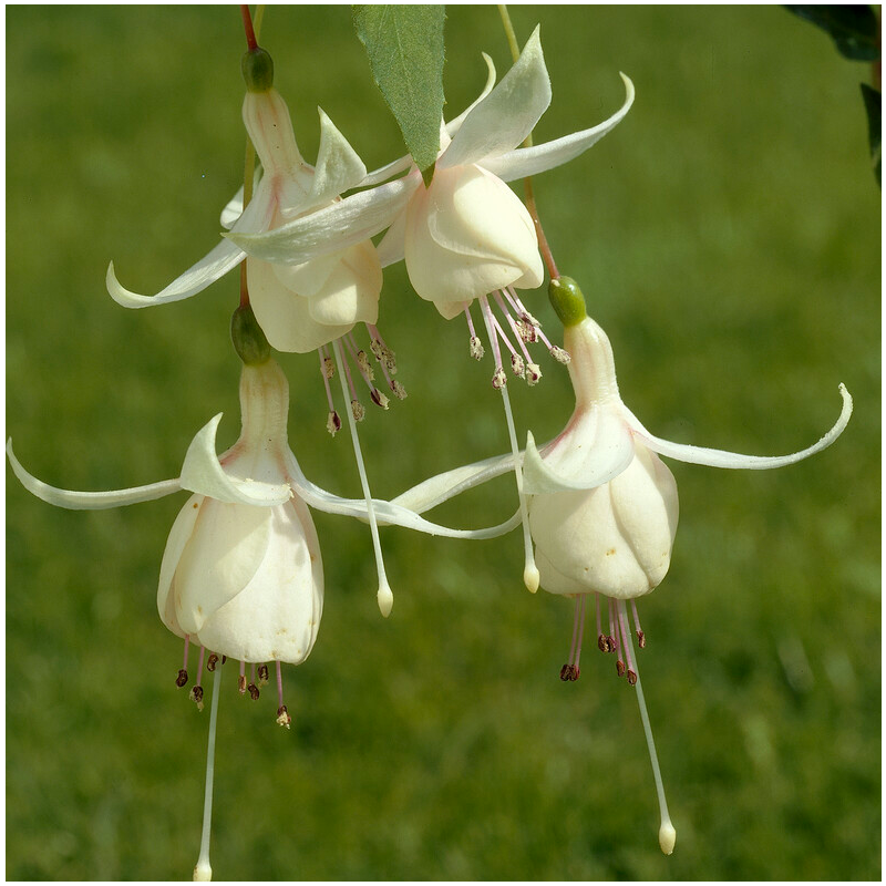 Fuchsia 'Harry Gray' - Double Flowered Trailing Fuchsia