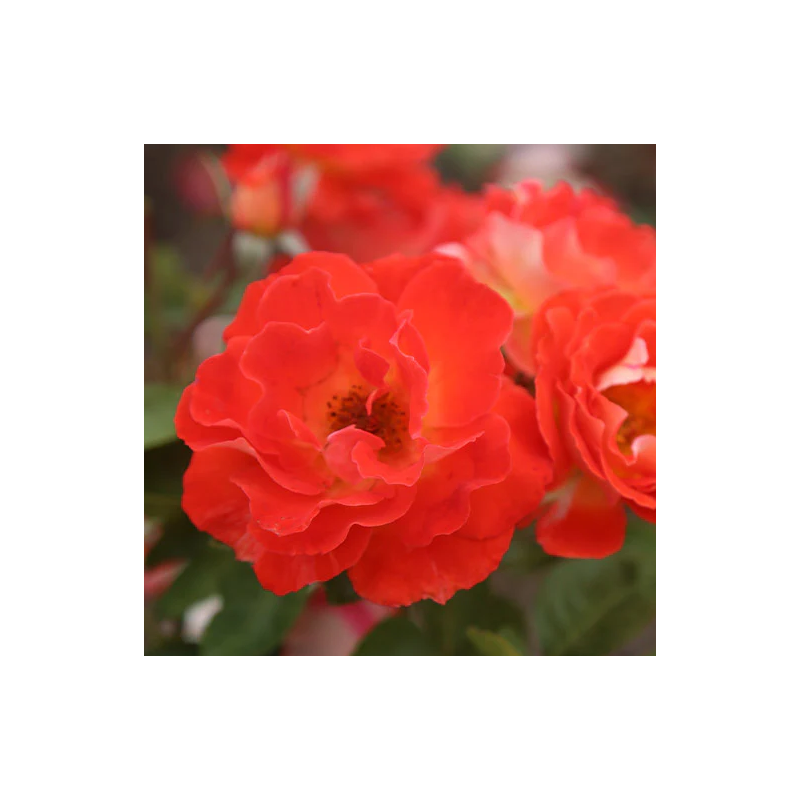 Rose 'Tangerine Tango' - Floribunda Rose