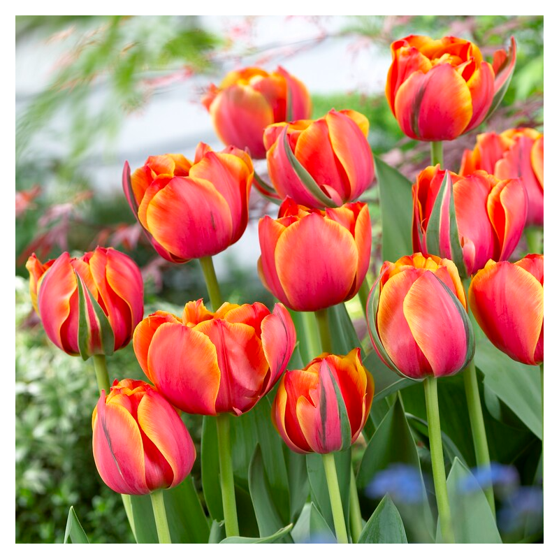Tulipa Queensday - Pack of 6