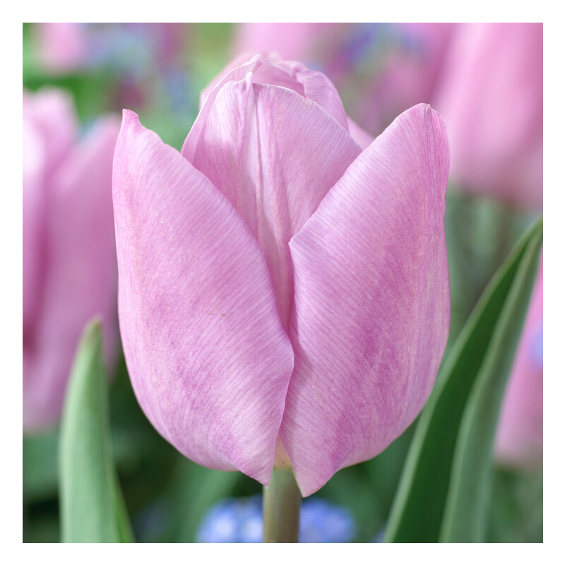 Tulipa Candy Prince - Pack of 6
