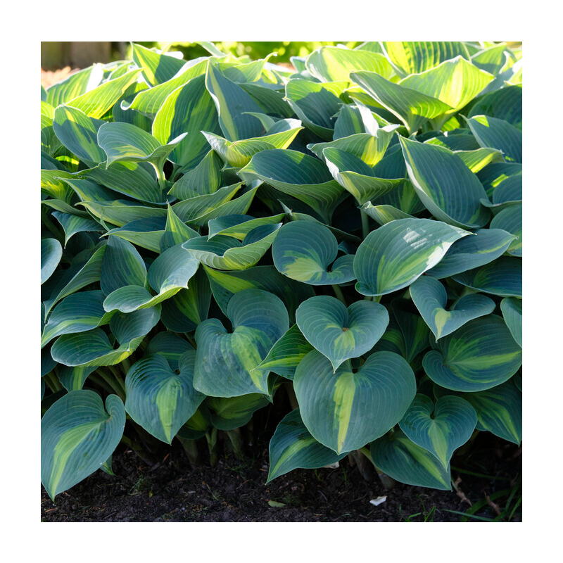 Hosta 'Catherine'