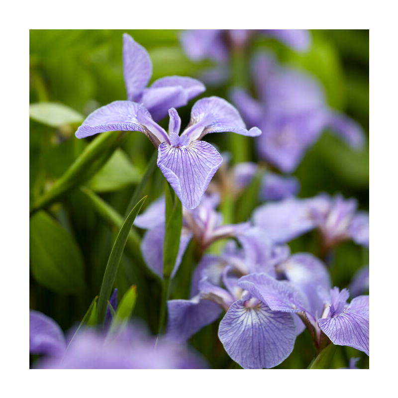 Iris setosa