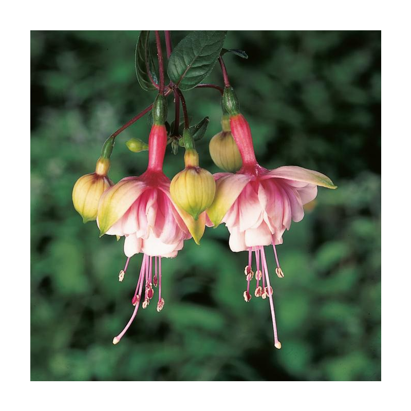 Fuchsia 'Southgate' - Double Flowered Trailing Fuchsia
