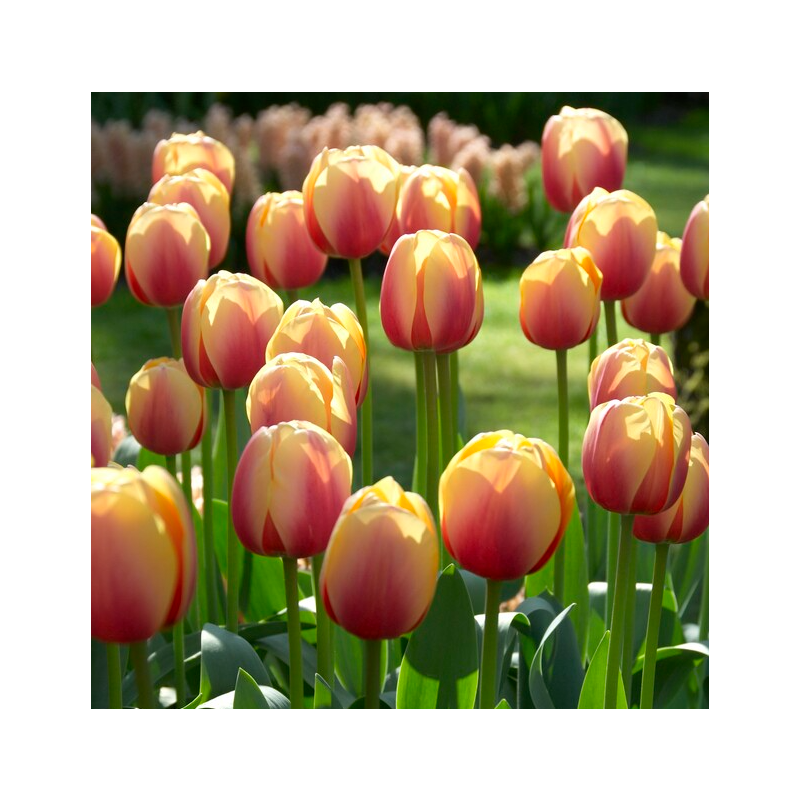 Tulipa Marit - Pack of 6
