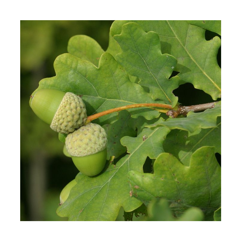 Quercus Robur - English Oak -Bare Root Hedging 30-50cm - Pack of 20