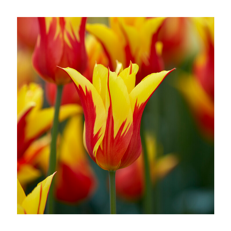 Tulipa Fire Wings - Pack of 6
