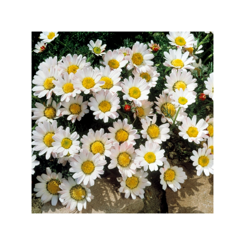 Anacyclus pyrethrum depressus