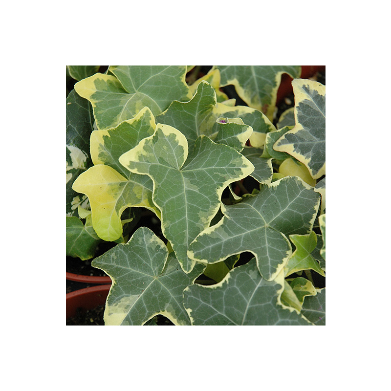 Hedera helix Yellow Ripple