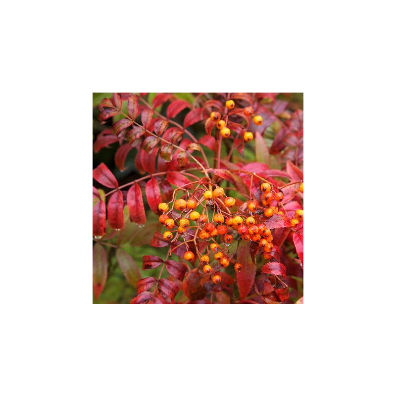 Sorbus commixta Embley - Japanese Rowan Tree