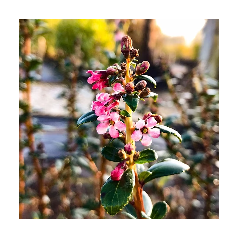 Digitalis ‘Firecracker’ - Orange Foxglove