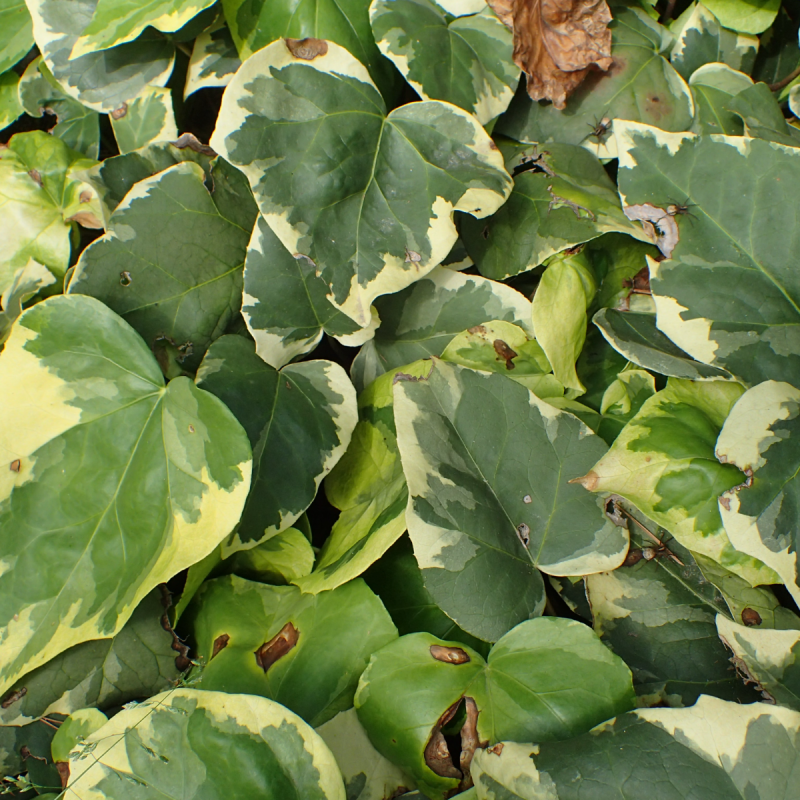 Hedera helix 'Dentata Variegata' - Variegated Ivy
