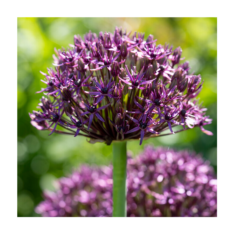 Allium atropurpureum - Pack of 20 Bulbs