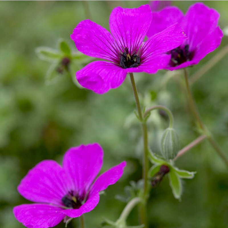 Geranium sanguineum Vision Violet