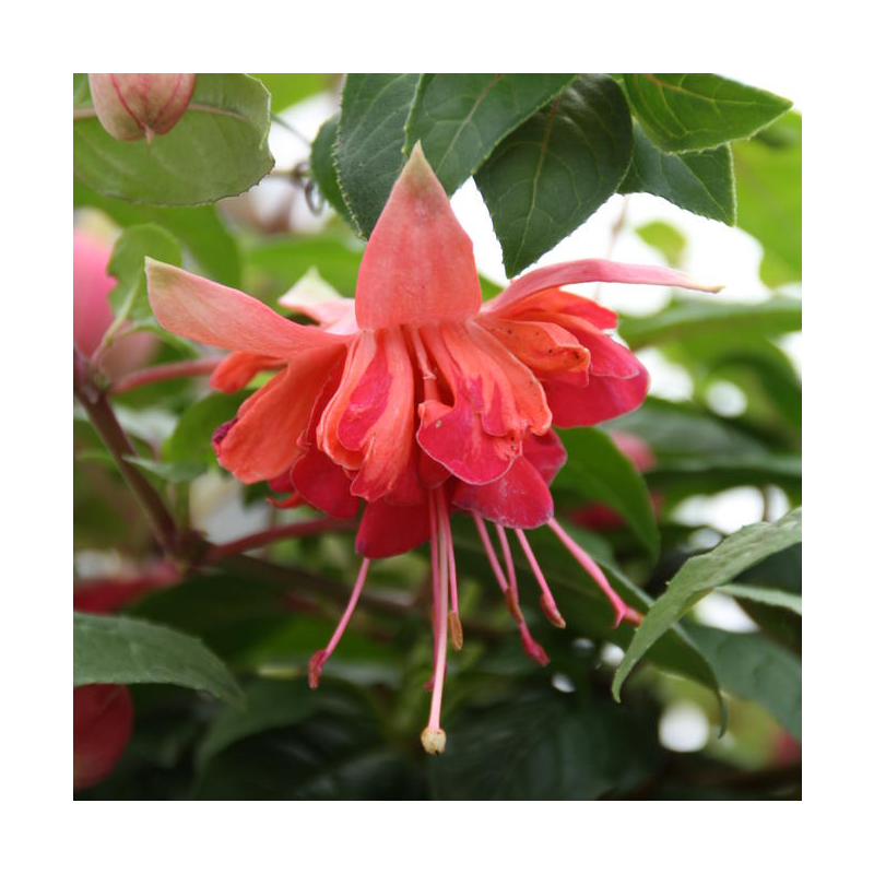 Fuchsia 'Bicentennial' - Large Flowered Double
