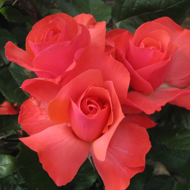 Rose 'Tintinara' - Hybrid Tea Rose